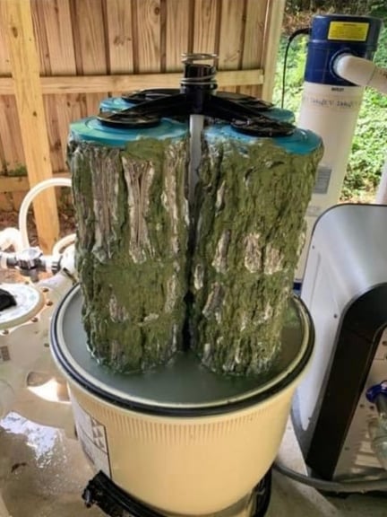 Why Does My Pool Keep Getting Algae—And How to Get Rid of It