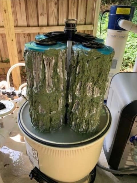 Why Does My Pool Keep Getting Algae—And How to Get Rid of It
