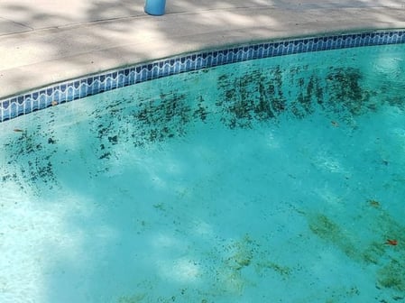 Why Does My Pool Keep Getting Algae—And How to Get Rid of It