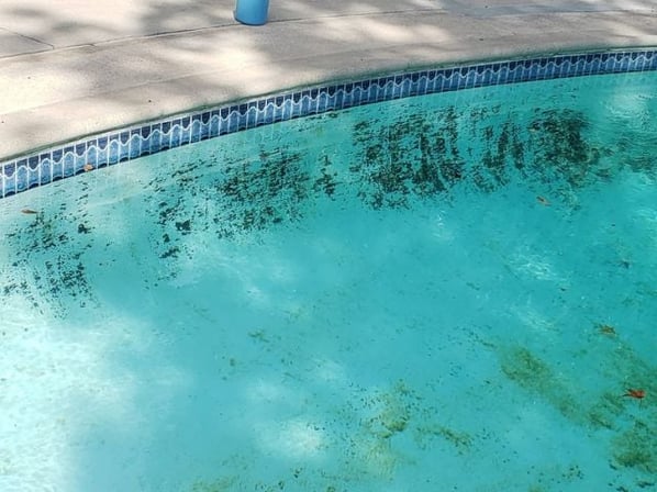 Why Does My Pool Keep Getting Algae—And How to Get Rid of It