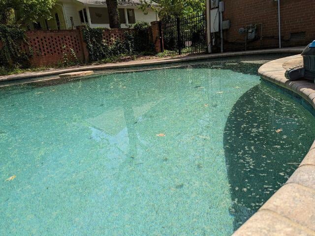 Pollen in Pools: Causes, Problems & Best Removal Tips